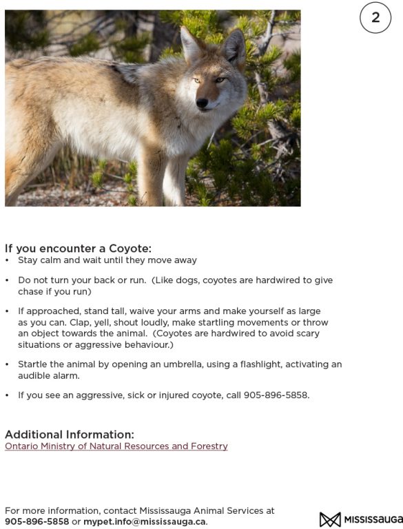 City Wildlife - Coyotes - Leash-Free Mississauga